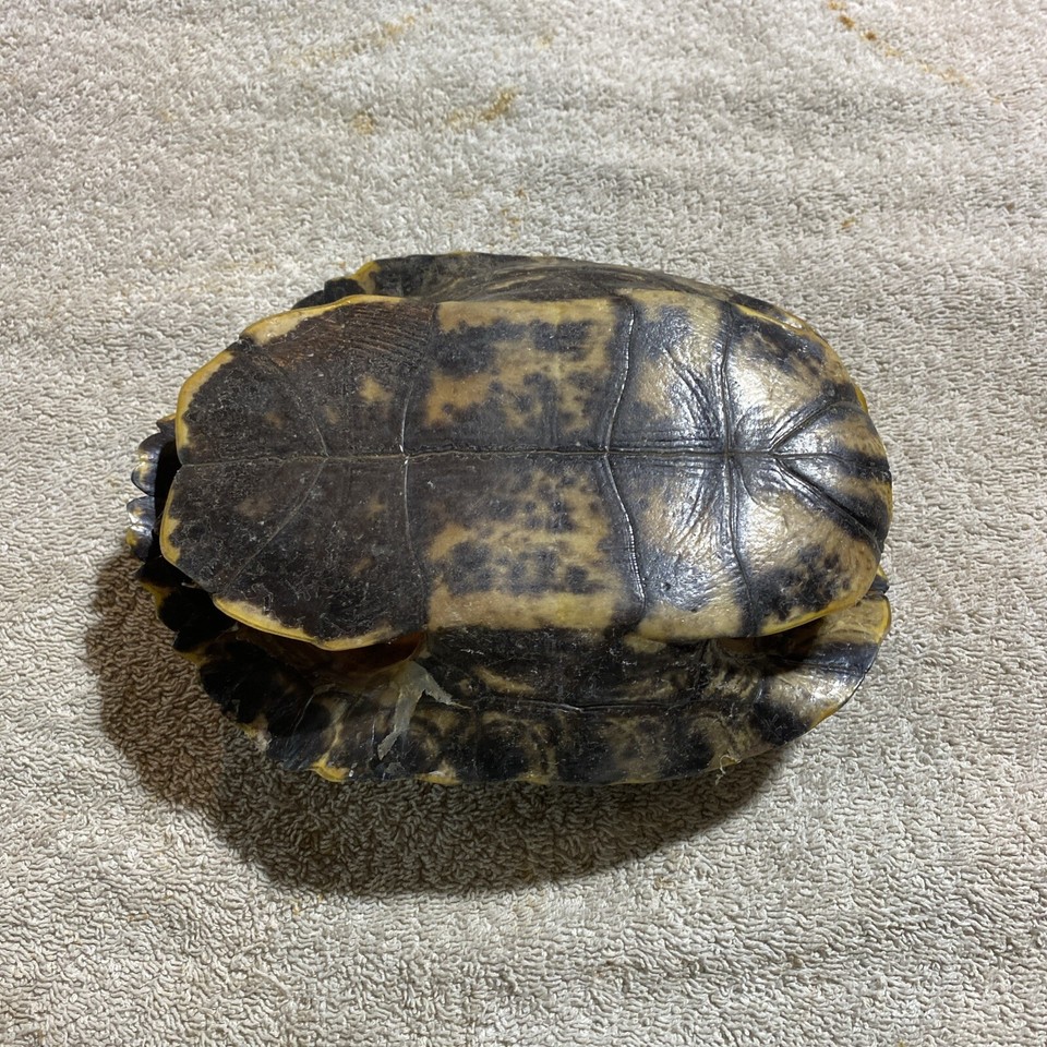 1 Red Eared Slider Turtle Shell 7”- 8”Taxidermy Oddity Craft Art decor ...