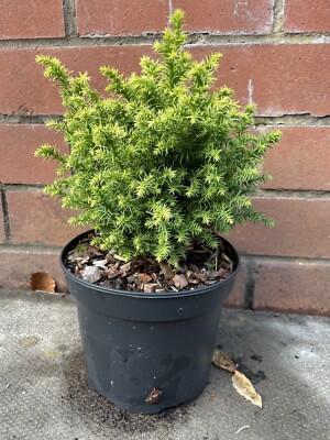 Cryptomeria japonica 'Tilford Gold' Dwarf Conifer Tree - 2L Pot 🇬🇧 UK ...