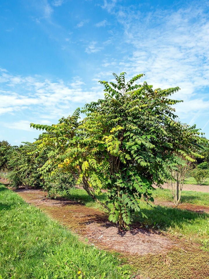 BLUE SAUSAGE FRUIT TREE SEEDS Edible & Ornamental Shrub Decaisnea ...