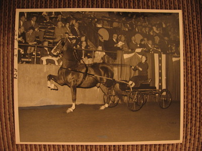 Champion Saddlebred Wild Sensation & Alice Seabright Original 1950's ...