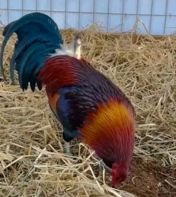 8 PURE SLICK LIZARD SWEATER CHICKEN HATCHING EGGS JERRY ADKINS GAME ...