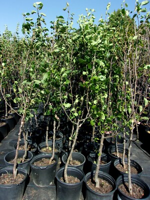 SHINKO ASIAN PEAR 4-6 FT Tree New Plant Healthy Sweet Fruit Trees Pears ...