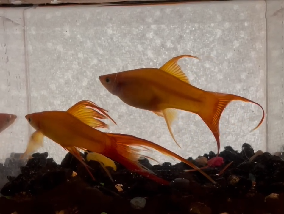 Marigold Lyretail Swordtail PAIR (1 MALE 1 FEMALE) | eBay