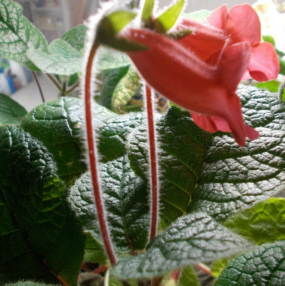 Sinningia Tubers | eBay