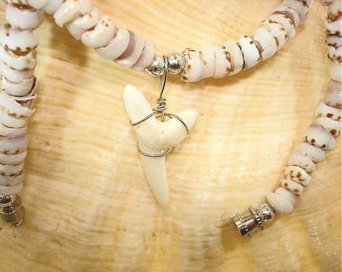 MEDIUM HAWAIIAN NIHO MANO MAKO SHARK TOOTH TIGER CONE PUKA SHELL ...