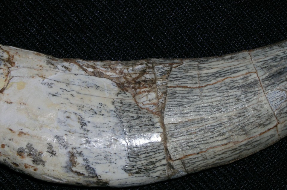 Authentic Saber-toothed canine ( 16a) | eBay
