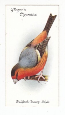 BULLFINCH CANARY MULE Vintage 1933 Bird Painting Card | eBay