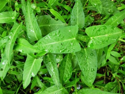 Dried Water Spinach Leaves 100g Fish Sri Lanka 100%Pure Natural Ipomoea ...