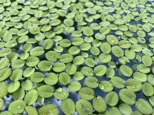 50+ Leaves - Salvinia Minima Water Spangles - Freshwater Floating ...