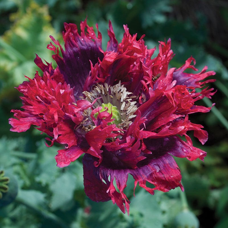Premium Poppy Drama Queen Flower Seeds X 50 Perennial Poppies Burgundy ...