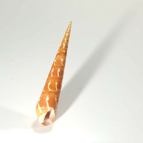 Muscaria Auger Terebra Dimidiata Orange Auger seashell 7-9cm | eBay UK