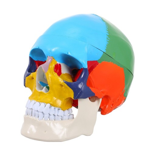 Human Head Model Adult Head Bone Scary Skull Prop Anatomical Model ...