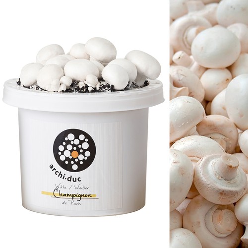 White Button Mushroom Kit | Grow Your Own Fresh Edible Mushrooms for ...