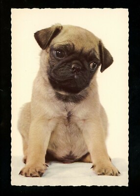Dog puppy postcard Dogs of Hallmark Pug greetings chrome | eBay