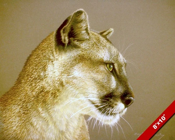 Cougar Art