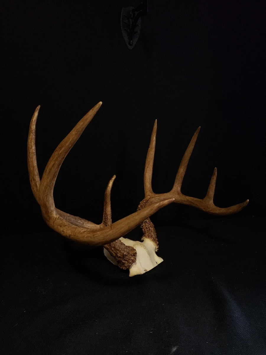 Huge Whitetail Deer Antler