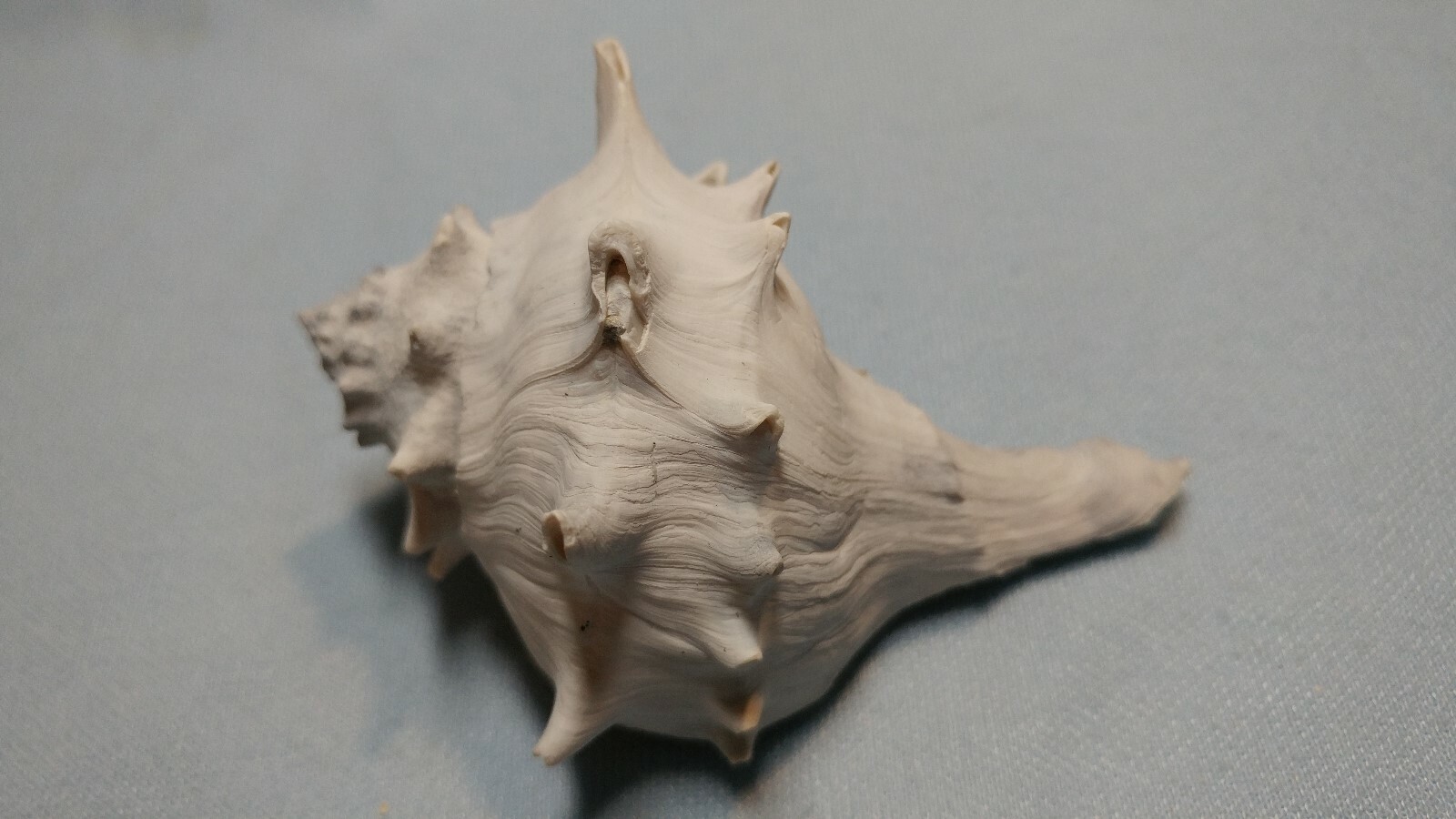 Rare FOSSIL WHELK SHELL from FLORIDA - Busycon palmbeachensis | eBay