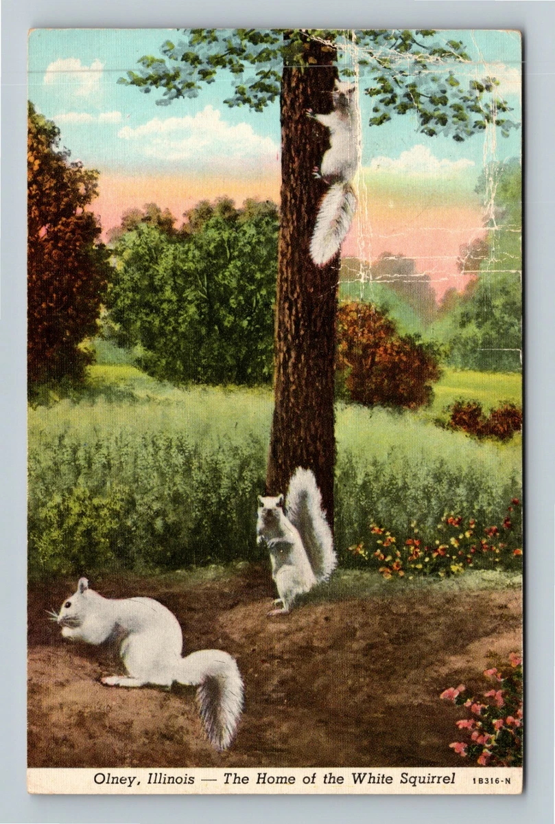 White Squirrel Of The Home