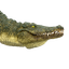 Mojo NILE CROCODILE MOVING JAW Wild zoo animals play model figure toys ...