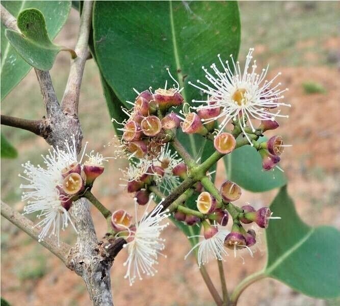 Syzygium Cumini Dried Jamun Leaves Java plum leaf Control Blood Sugar ...