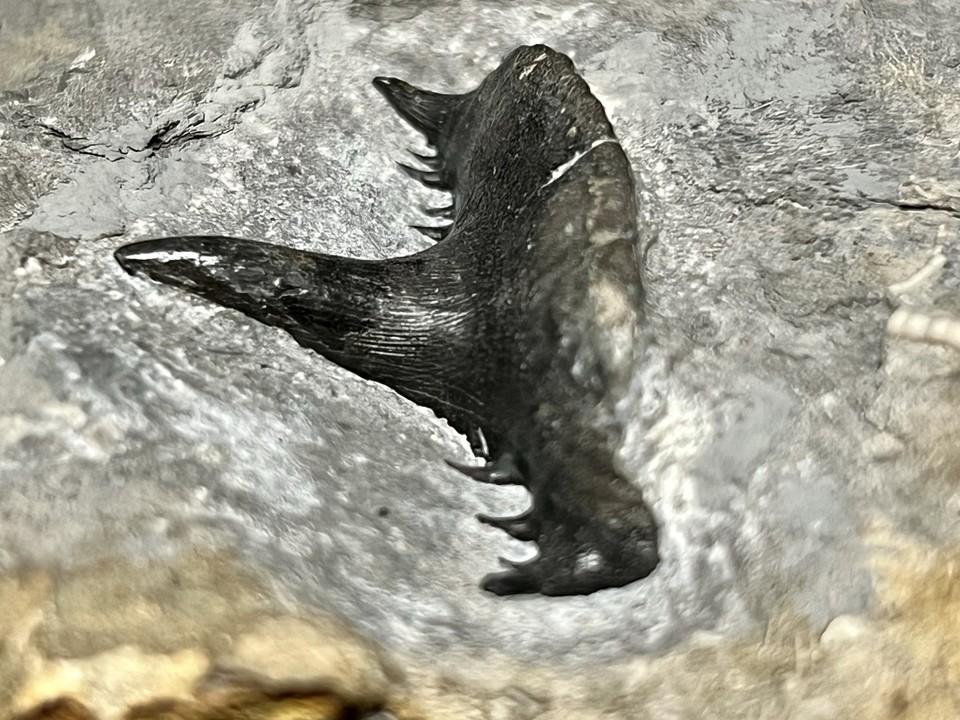 Shark Tooth-Extremely Rare Saivodus Tooth from Indiana-Fossils ...