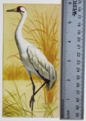 Whooping Crane Gelles-Widmer 1962 Tell us about Birds Flash Card | eBay