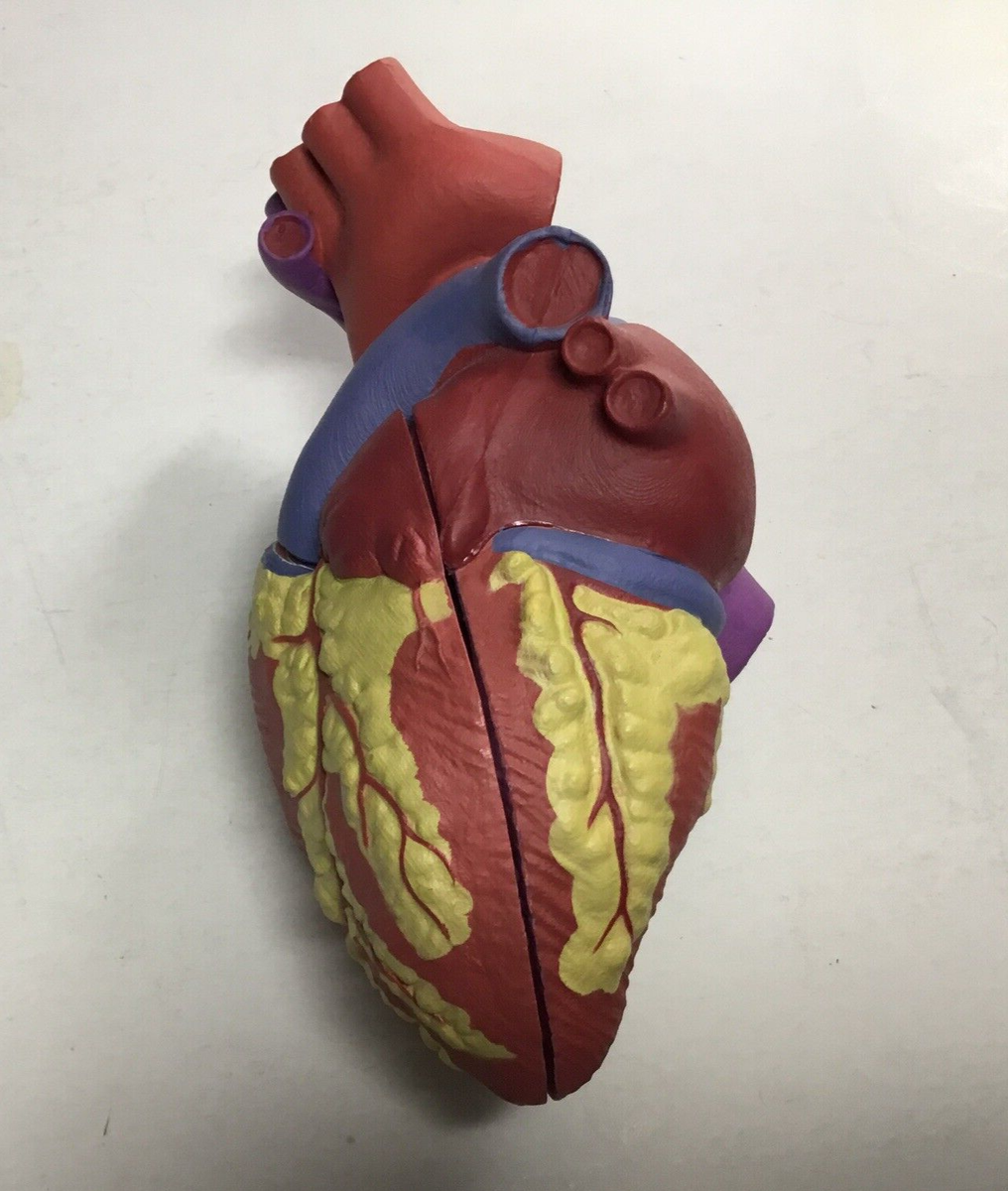 Play Doh Model Heart