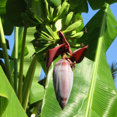 Musa - 'Gran Nain' - Banana Tree - Live Plant | eBay
