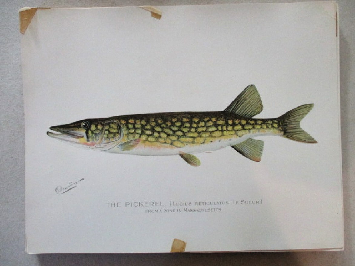 Vtg Print, Pickerel, FISH, 1930, DENTON, N.Y. Color, 10"x13" | eBay