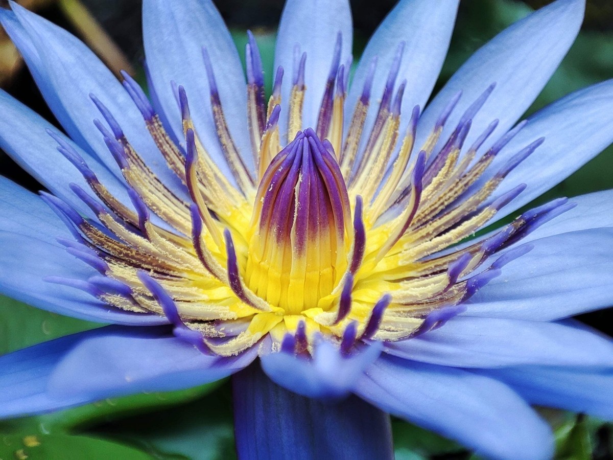 Egyptian Sacred Blue Water Lily Nymphaea Caerulea 10 Seeds Nymphaea