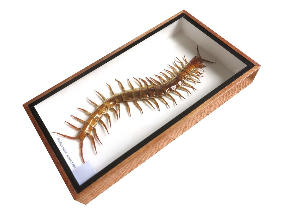 Real Giant Centipede Insect Taxidermy Display Framed Box Art Decor Gift ...