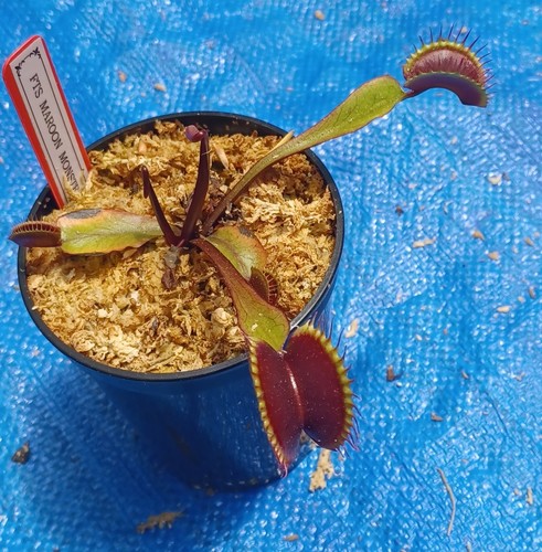 Venus Flytrap FTS MAROON MONSTER Carnivorous Plant | eBay