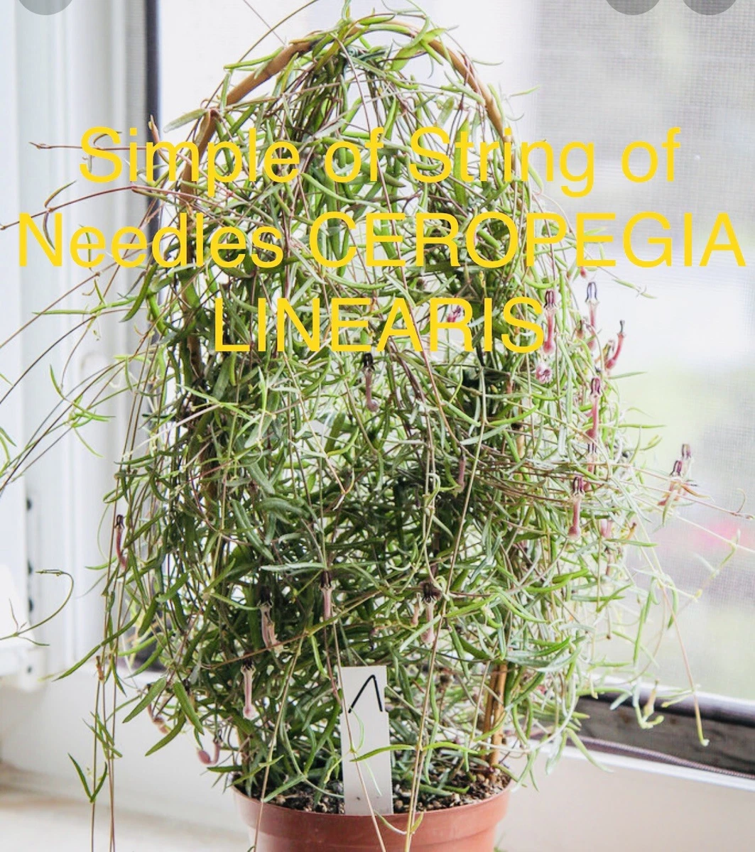 Ceropegia Linearis