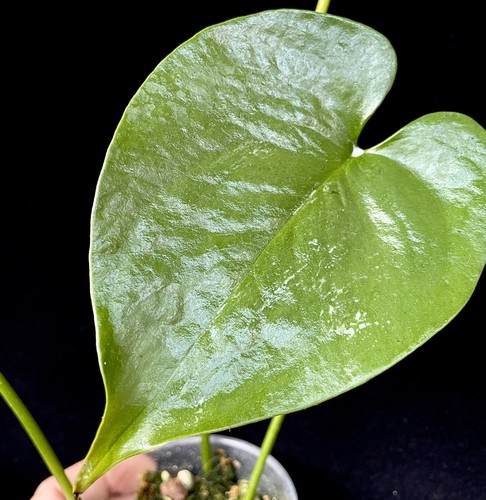 Amydrium Aroid*HUMILE*Rare Heart Leaf Indoor aroid~Not Monstera~This ...