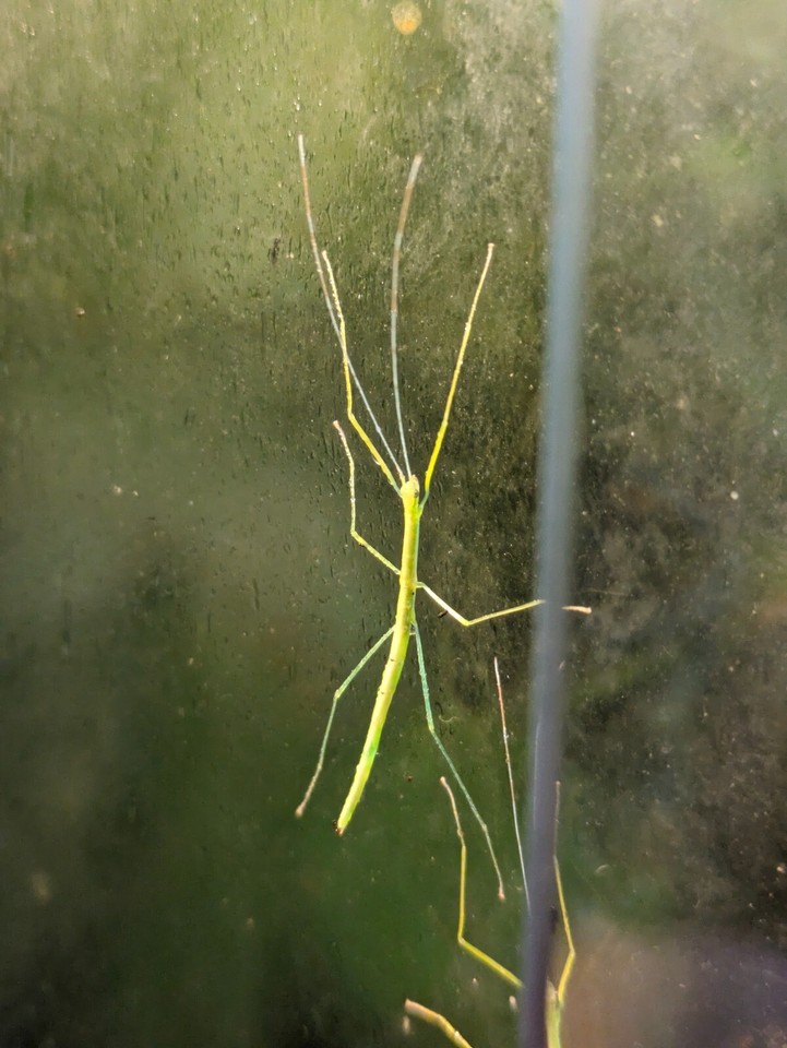 Stick Insects - Malaysian Jewel (Necroscia annulipes) 8 nymphs | eBay