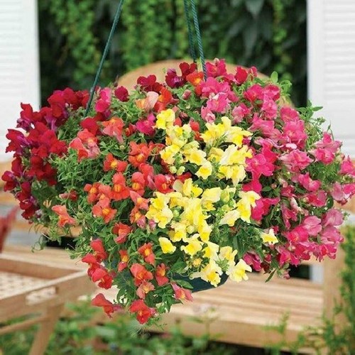 SNAPDRAGON ANTIRRHINUM SEEDS TRAILING HYBRIDS FOR HANGING BASKETS ...