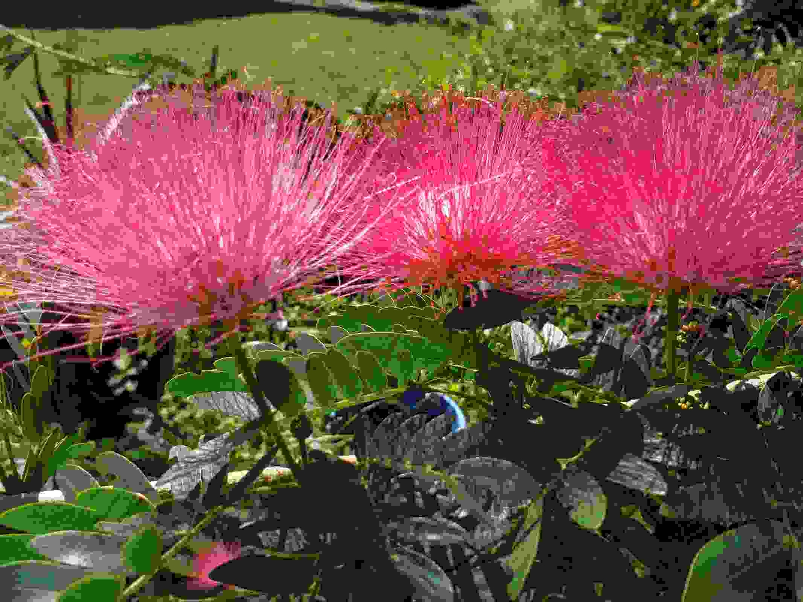 SURINAM Pink Powder Puff Tree Plant Rose Cascade Unique Flowers Bonsai ...