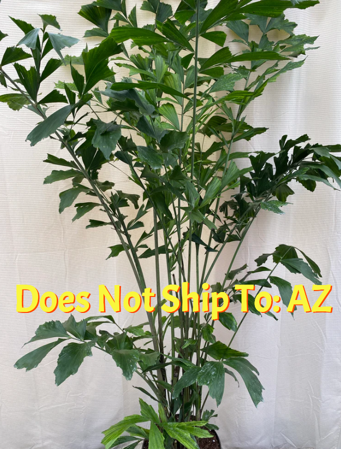 Fishtail Palm Interior Brilliant Best Caryota Mitis Fishtail Palm