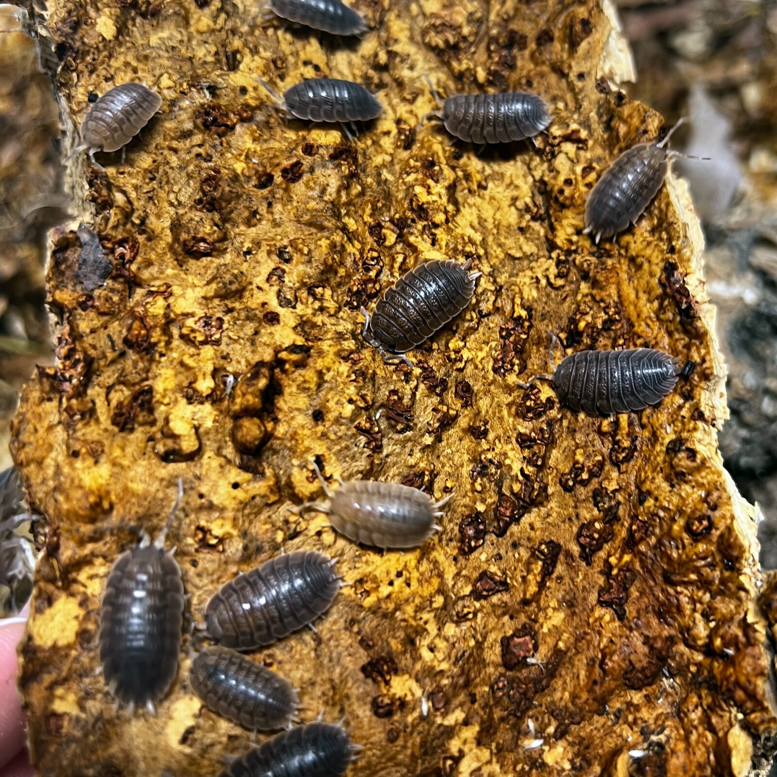 12 ct. Porcellio dilatatus "Giant Canyon" Live Isopods - Exo-Morphs | eBay