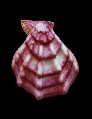 SHELL CONCHIGLIA SWIFTOPECTEN SWIFTII mm.104,5 VLADIVOSTOK, RUSSIA | eBay