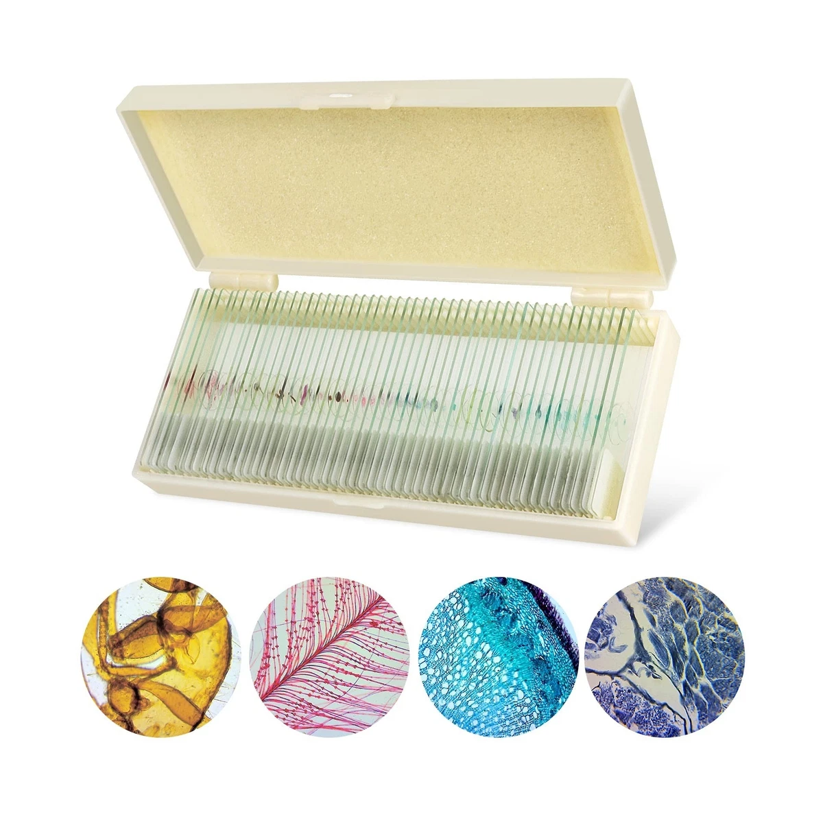 Prepared Microscope Slides For Kids