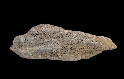 Rare Limestone Fossil - Sea Sponge, Full Petrifaction! | eBay