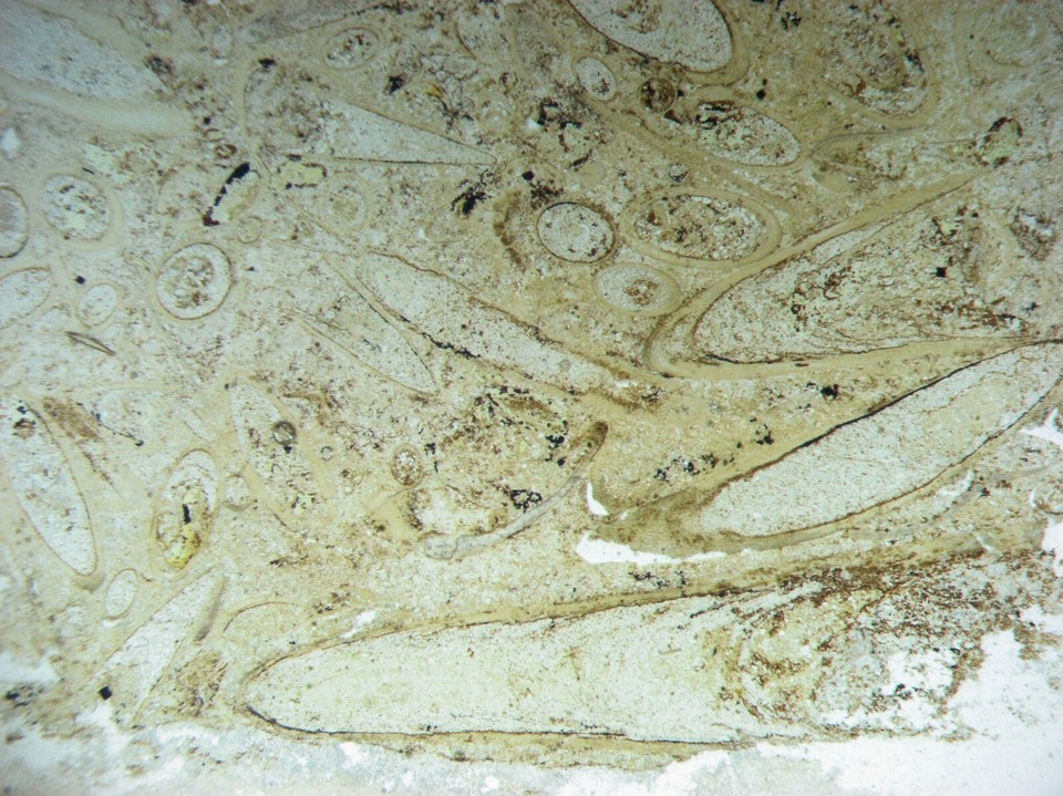 Cambrian Small Shelly Fauna Pioche SALTERELLA THIN SECTION microscope ...