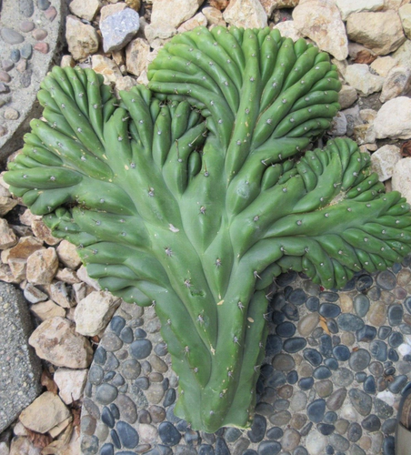 Columnar Crest Monstrose Cactus Jumbo Cutting 18" x 14" x 4.5" thick | eBay