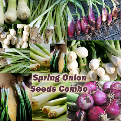 Spring Onion Seeds 5 Packs Combo Garden VEGETABLES Onion Seeds Grow ...