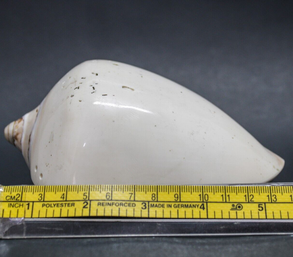 940Gr Natural Rough Mollusc Sea Shell Fossil Gastropoda | eBay