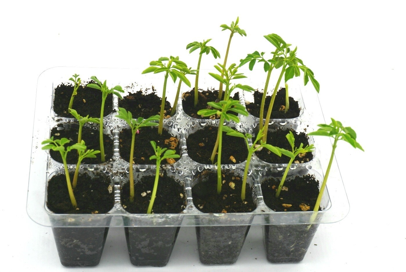 Moringa Oleifera Grow Kit | Pre-Soaked Pre-Sown Seeds | Beginner ...