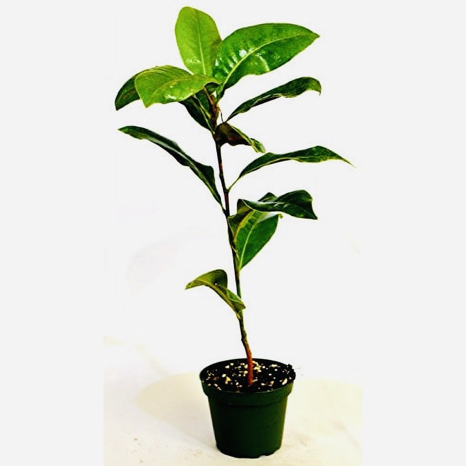 1 PACK 2” POT SOUTHERN MAGNOLIA TREE GREENHOUSE BEST GIFT LIVE PLANT ...