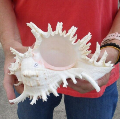 9 inch Large Ramose Murex shell, seashell #49266 | eBay