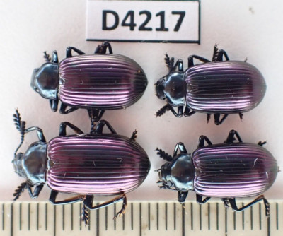 D4217. Insects, Tenebrionidae sp. Vietnam, Lam Dong | eBay